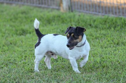 42 Jack Russell Terrier