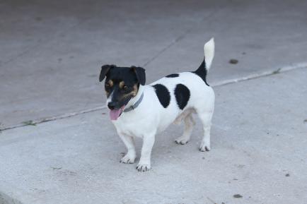 42 Jack Russell Terrier