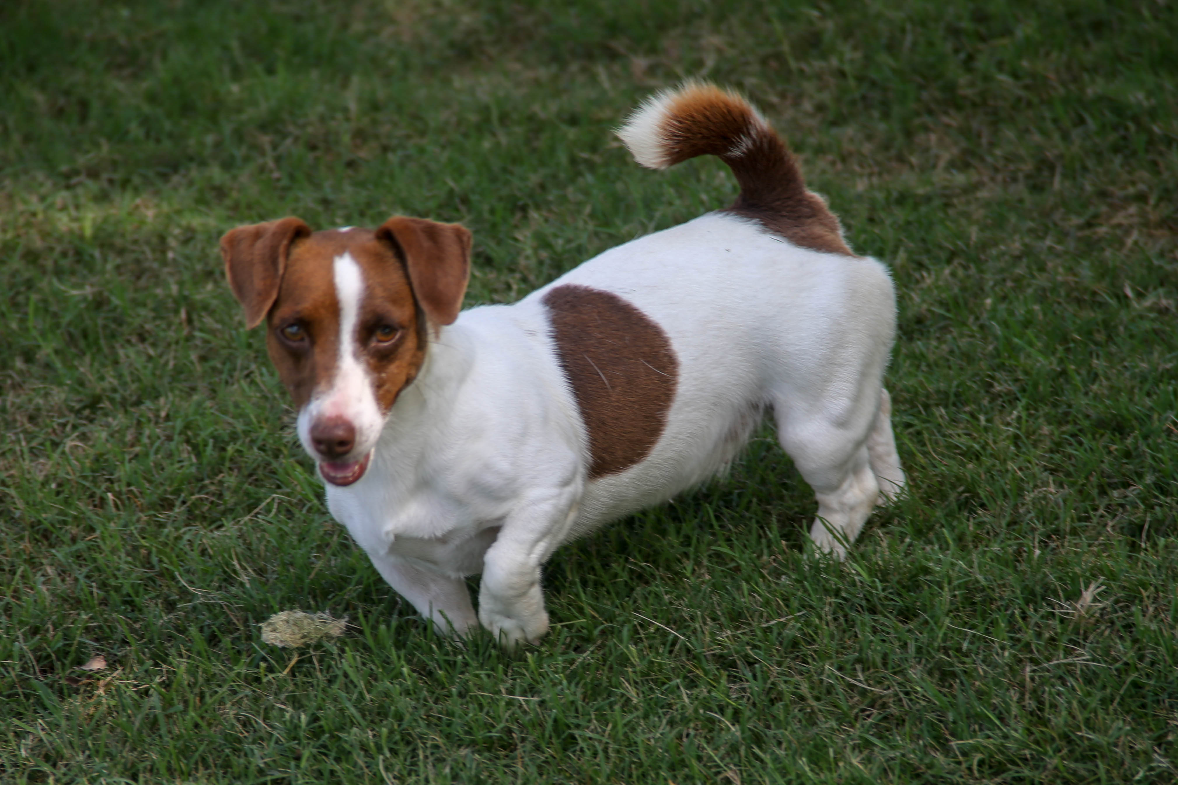 42 Jack Russell Terrier