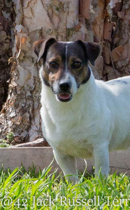 42 Jack Russell Terrier