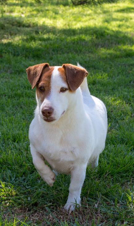 42 Jack Russell Terrier