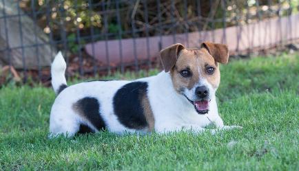 42 Jack Russell Terrier